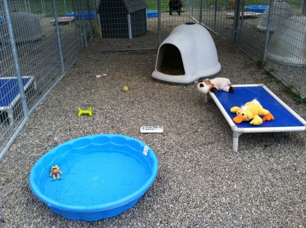 The Short Life & Tragic Death of Oreo Remembered – Nathan J. Winograd