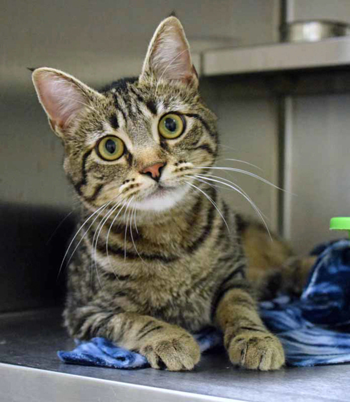 The Single Biggest Success of the Modern Animal Protection Movement ...